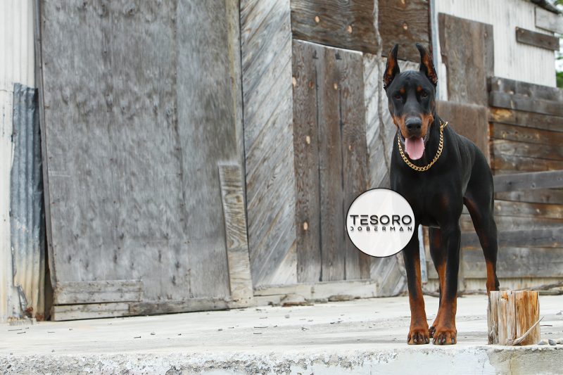 COWBOY DI TESORO - TESORO DOBERMAN